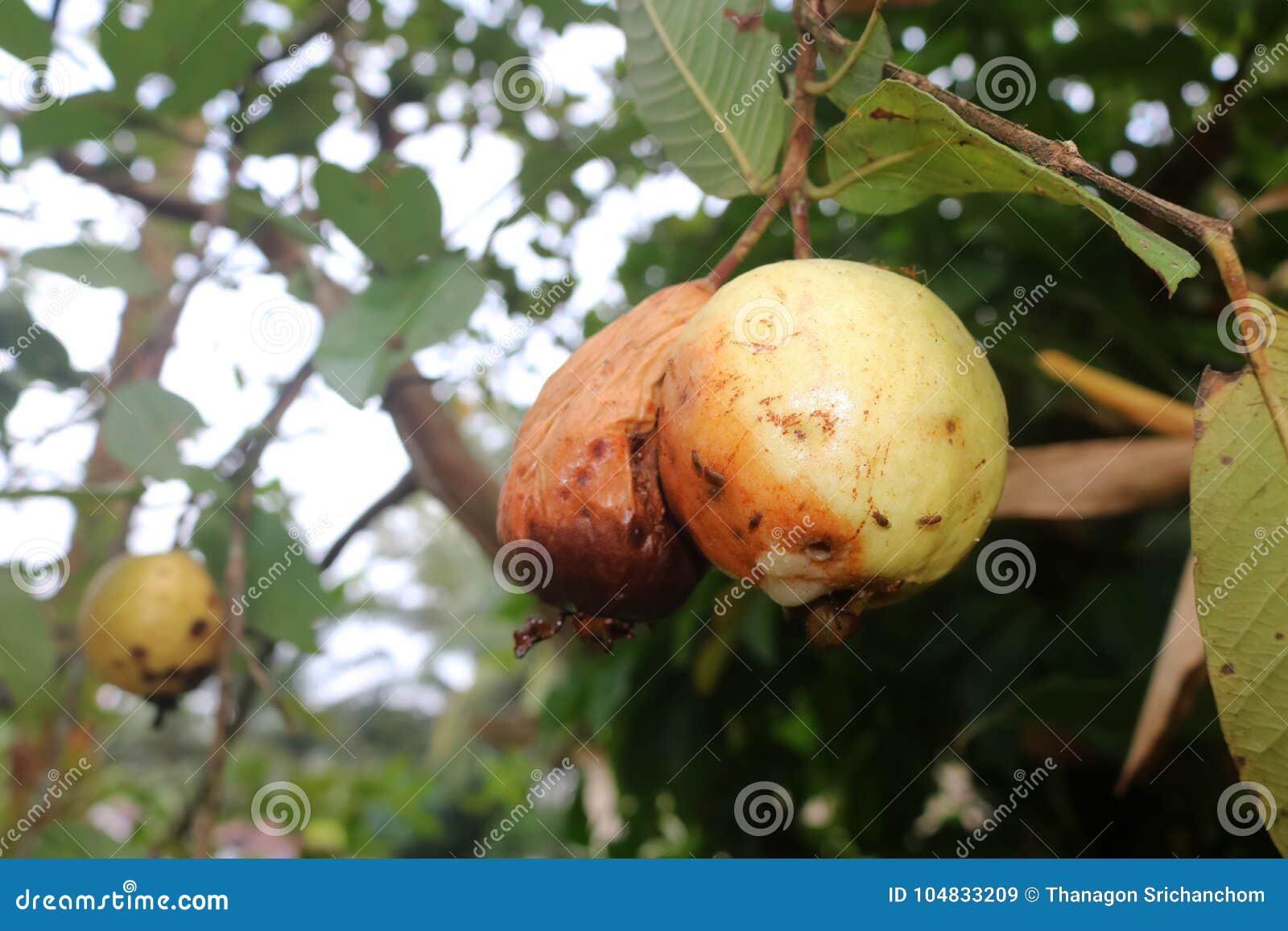 The Rotten Guava Fruit in the Garden Stock Image - Image of macro ...