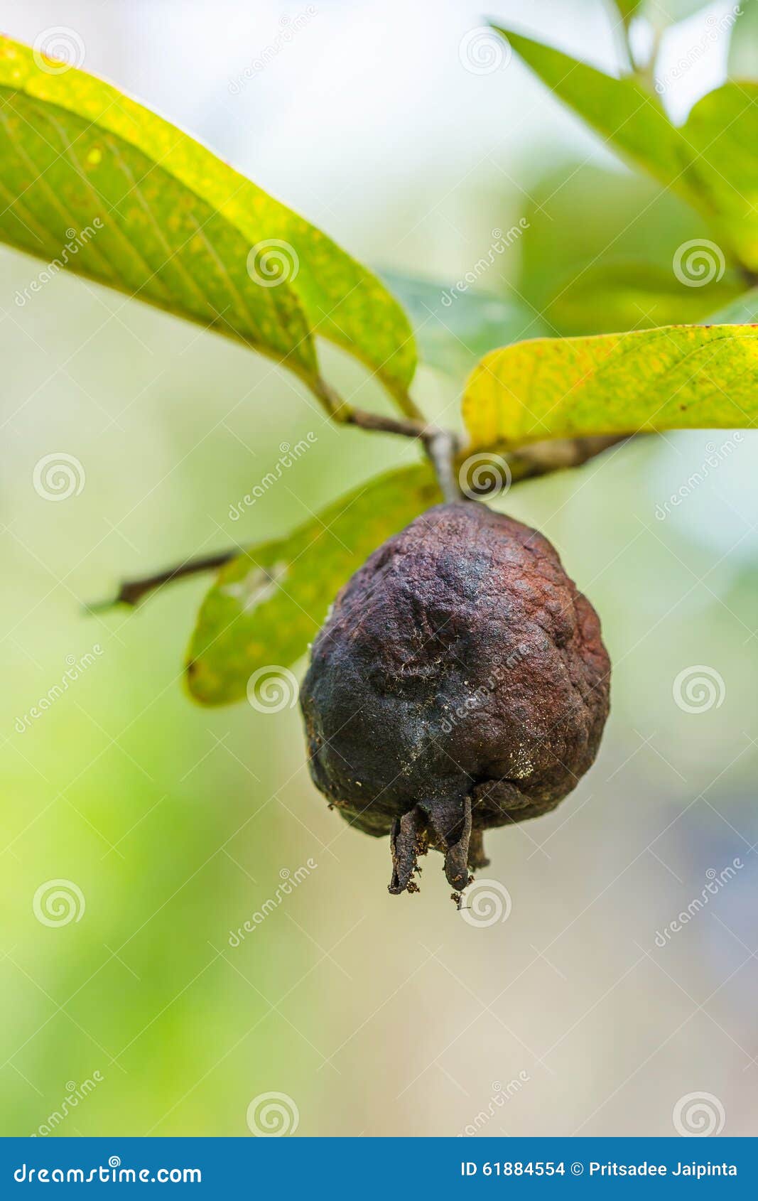 Rotten guava fruit stock photo. Image of food, leaf, toxic - 61884554