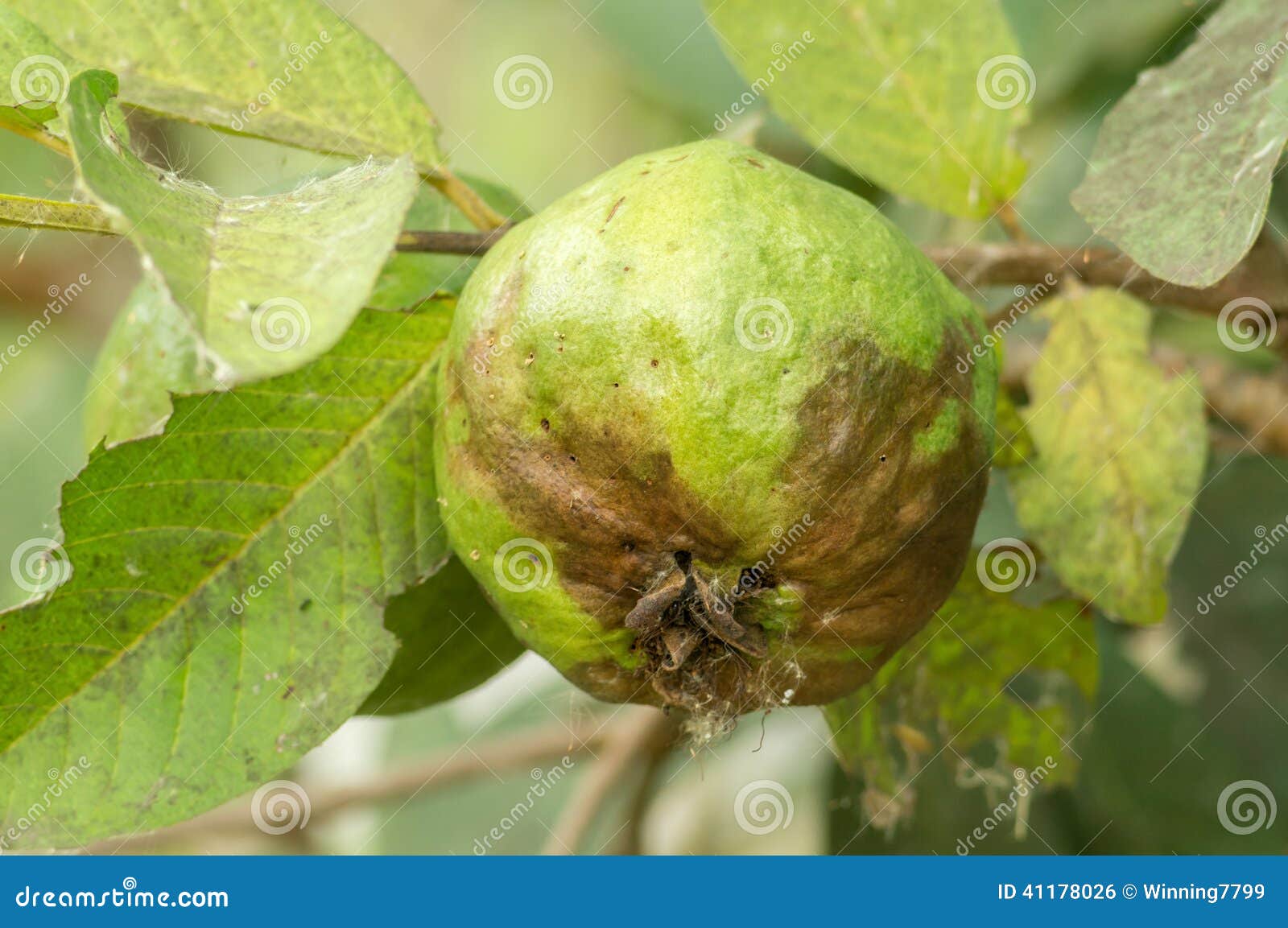 Rotten guava fruits. stock photo. Image of fruits, ugly - 41178026
