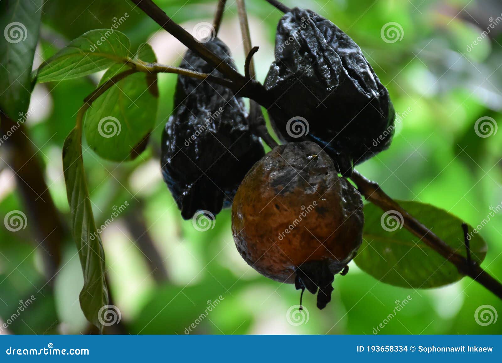 Rotten guava stock photo. Image of tropical, fruit, decay - 193658334
