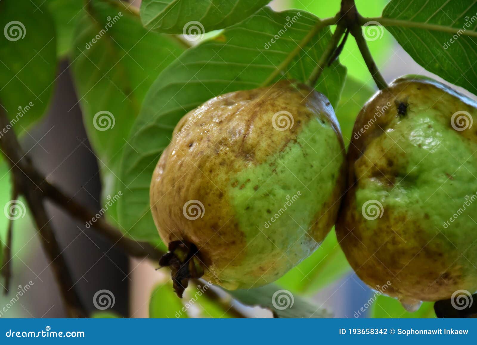 Rotten guava stock photo. Image of disease, fungi, insect - 193658342