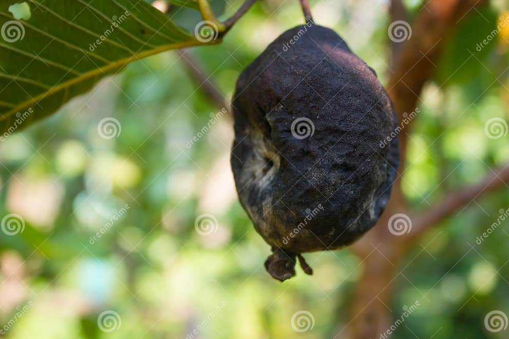 Rotten Guava on the Guava Tree Stock Image - Image of fungus ...