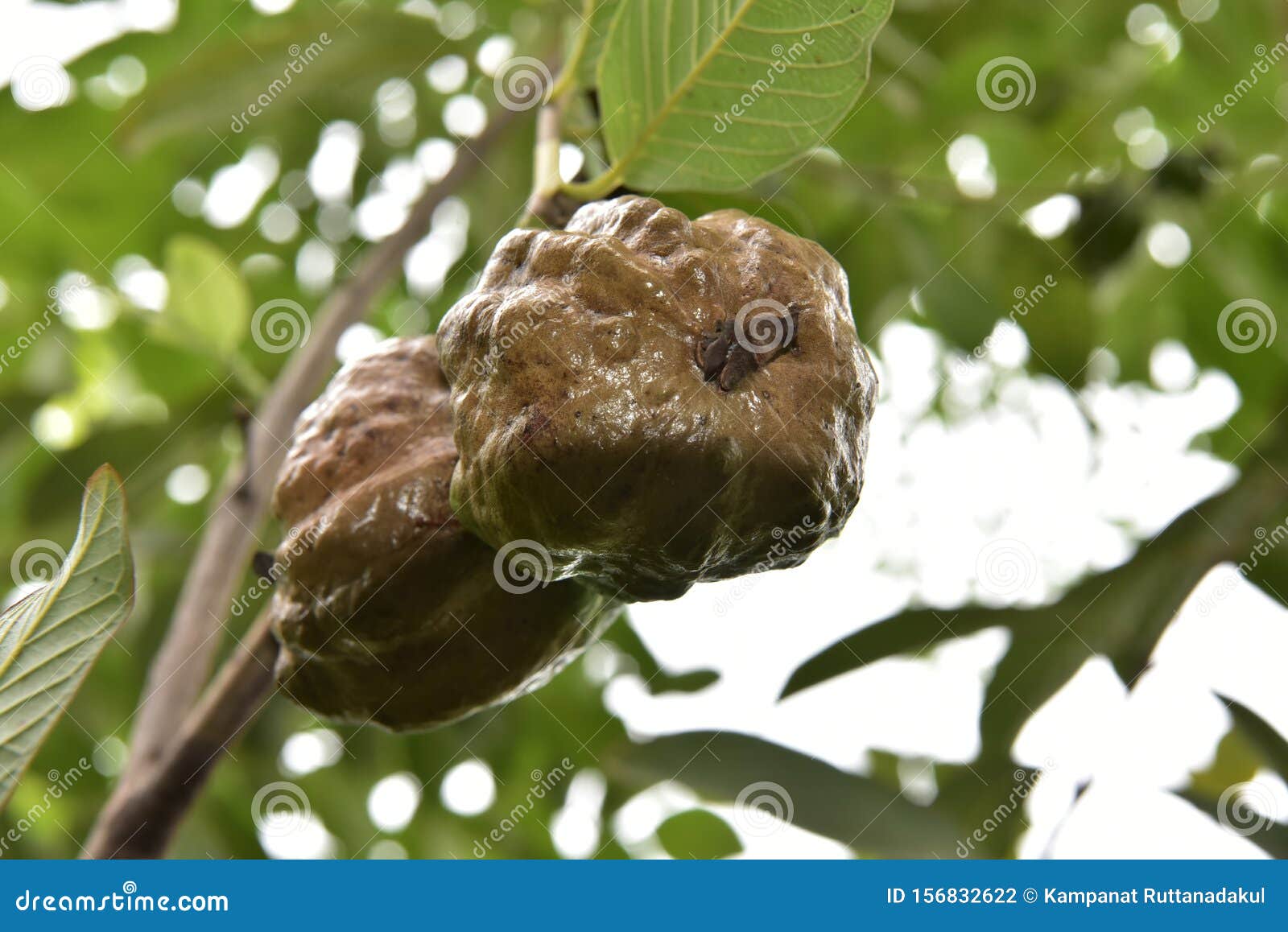 Rotten guava on the tree stock photo. Image of rotten - 156832622