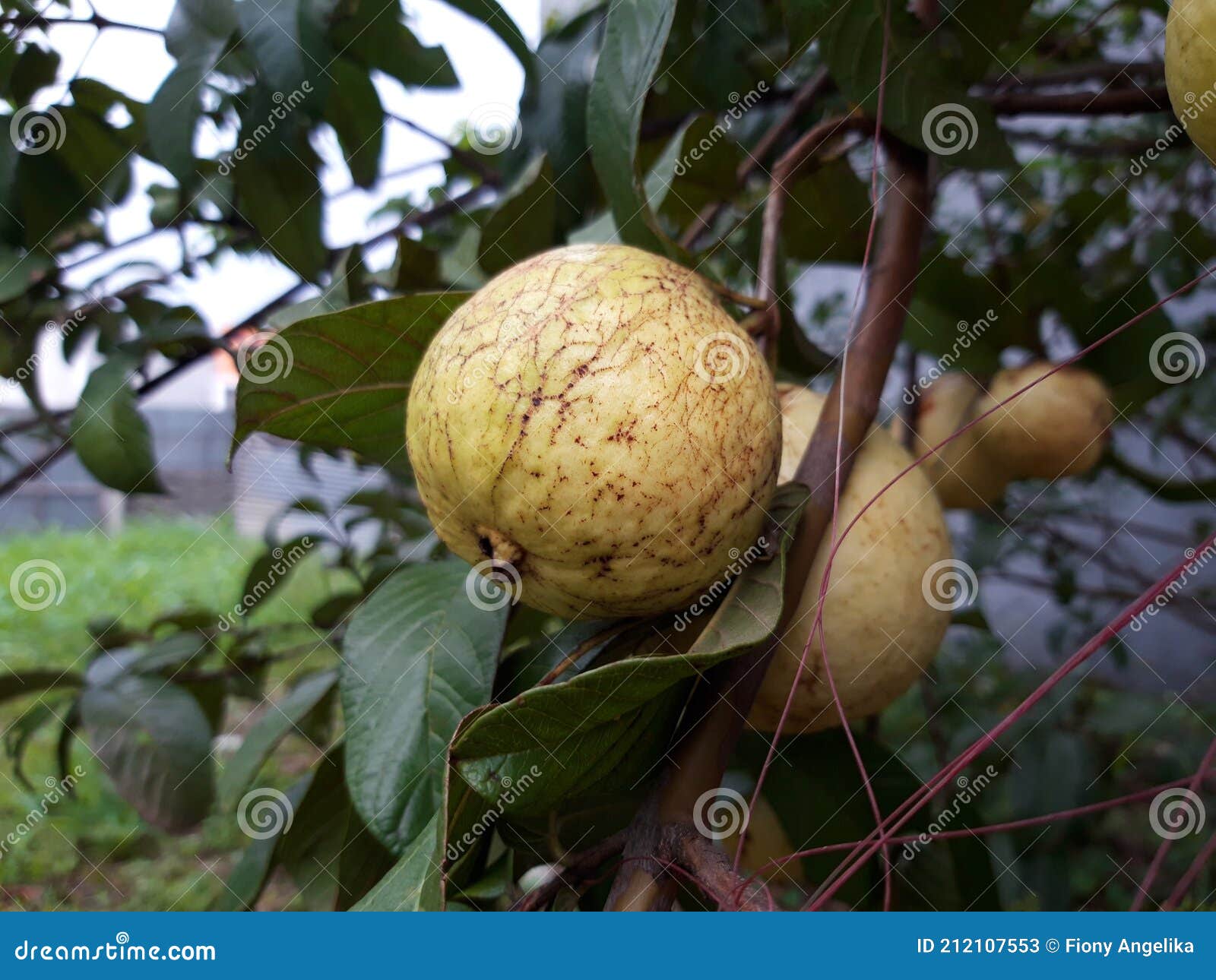 Rotten Guava in the Tree Branch Stock Image - Image of vegetable, leaf ...