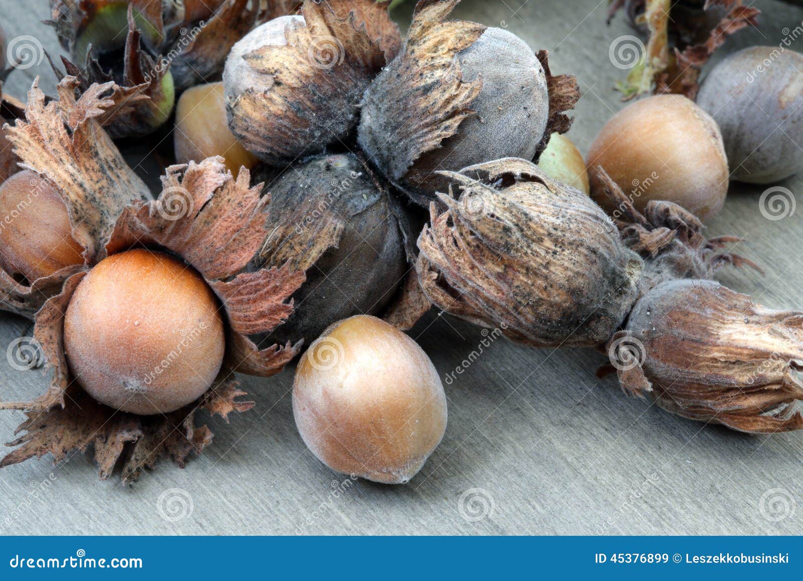 Rotten hazelnut stock image. Image of rotting, macro - 45376899