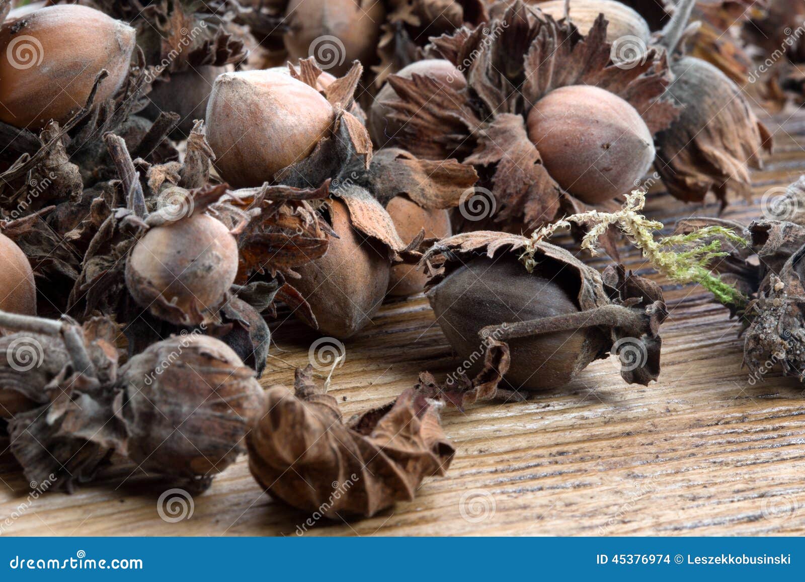 Rotten hazelnut stock photo. Image of winter, rotten - 45376974