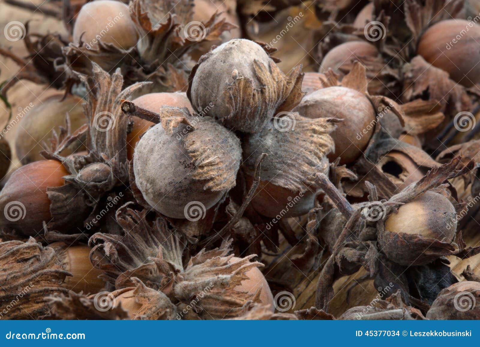 Rotten hazelnut stock photo. Image of mold, hazelnut - 45377034