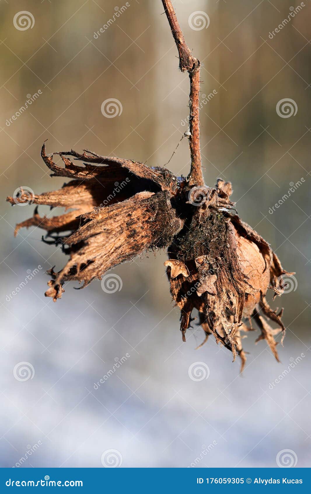 Rotten hazelnut branch stock image. Image of diet, healthy - 176059305