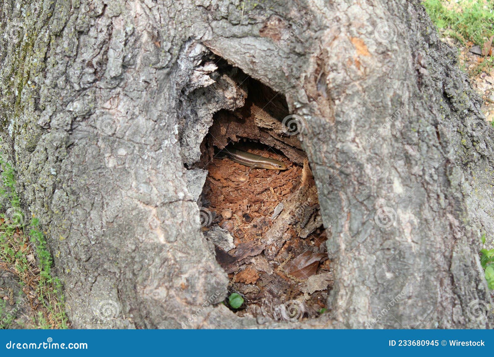 Rotten Hollow Tree Trunk during the Daytime Stock Image - Image of ...