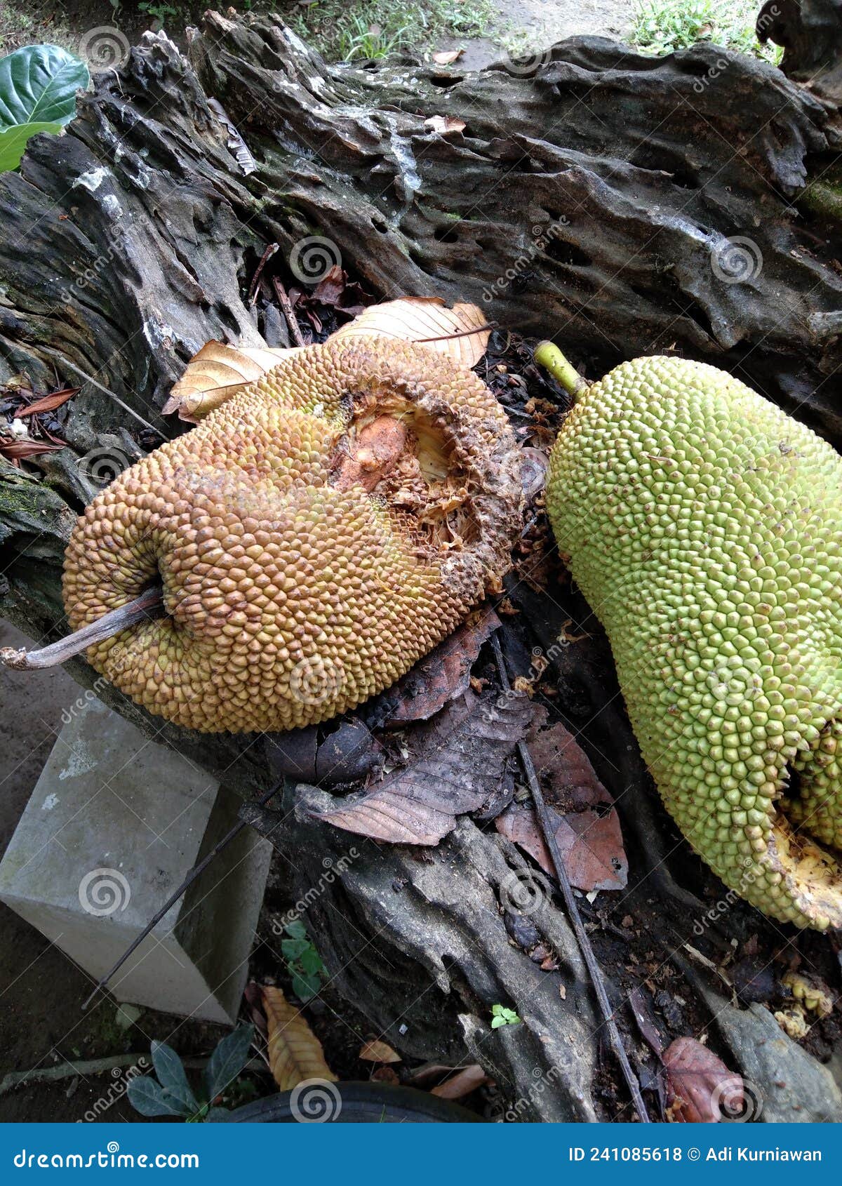 Jackfruit Wood