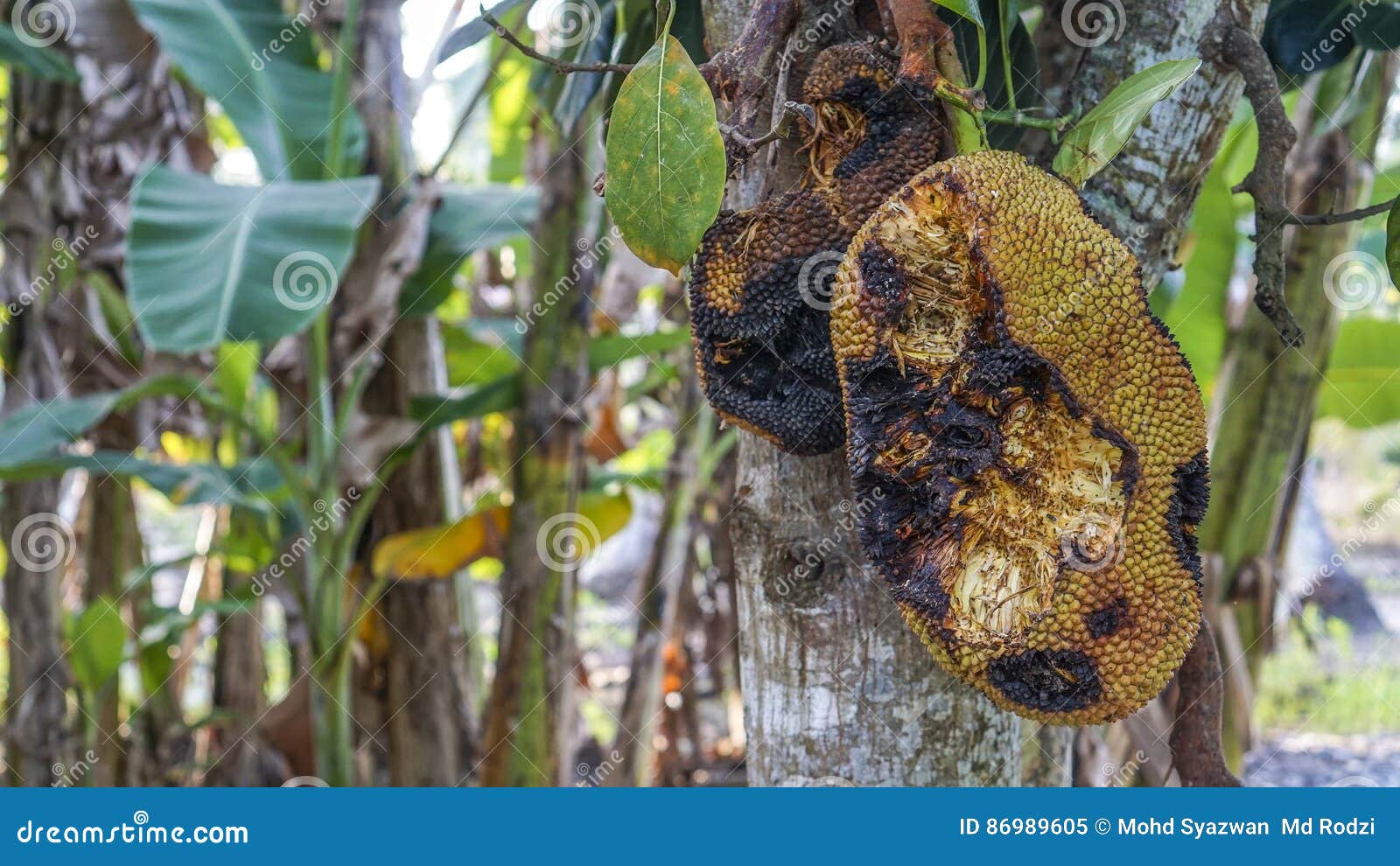 Rotten jackfruit stock image. Image of orchard, animal - 86989605