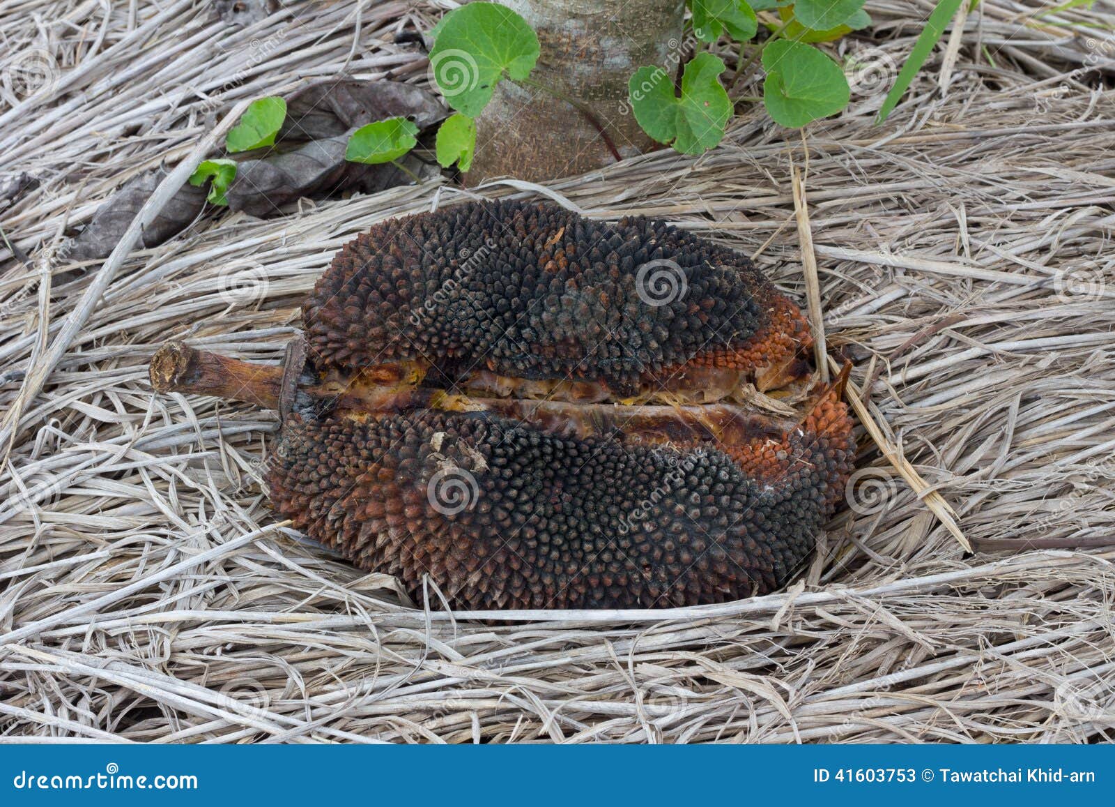 Rotten jackfruit on straw stock image. Image of food - 41603753