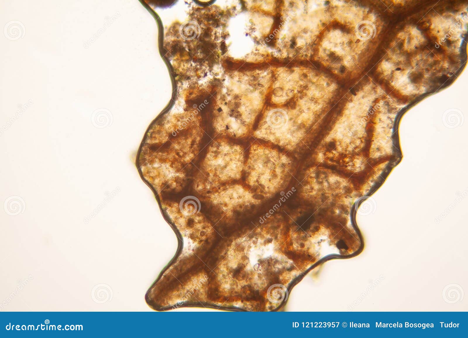 Rotten leaf detail stock image. Image of detail, surface - 121223957