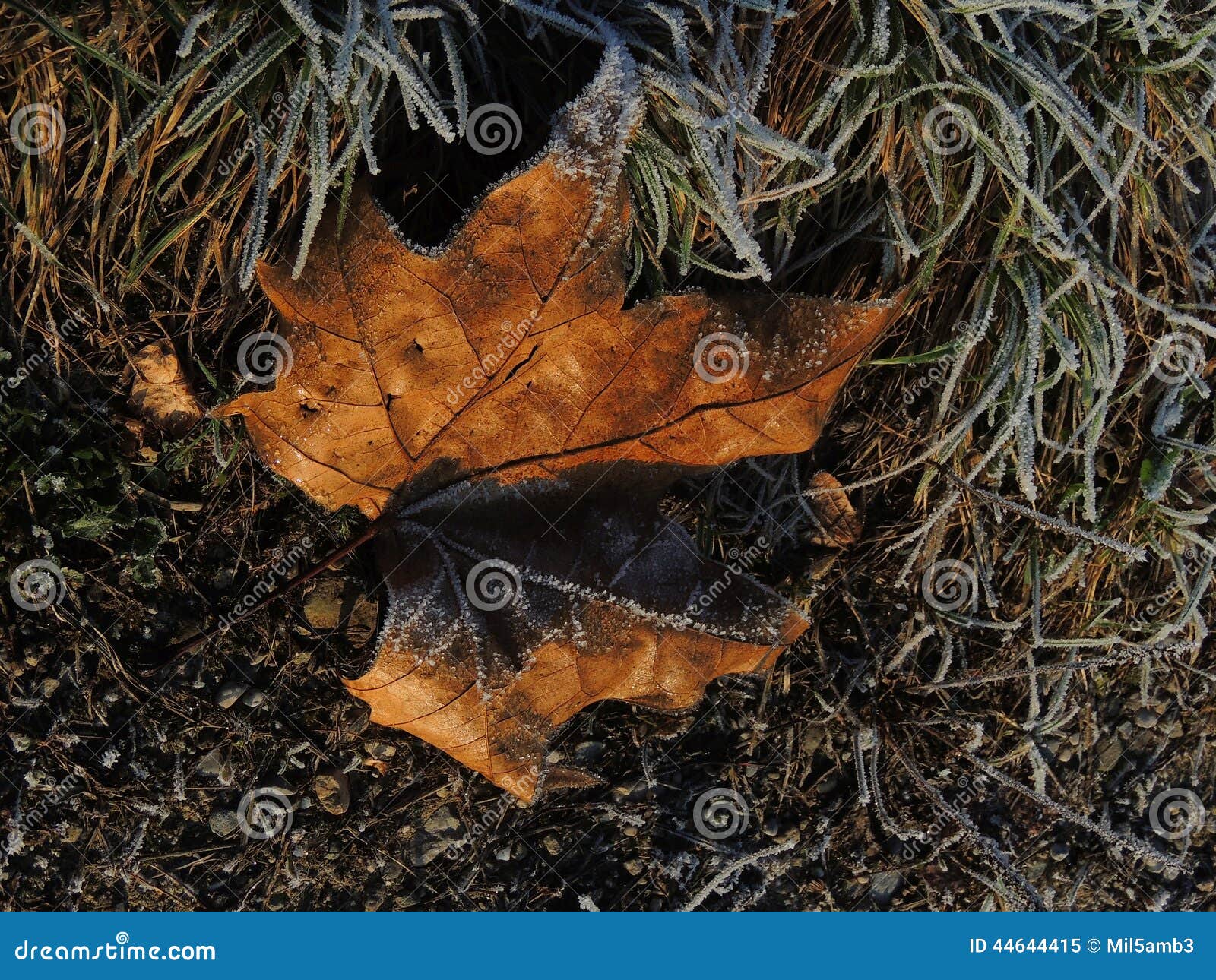 Rotten Leaf on a Forest Ground Stock Image - Image of urban, rime: 44644415
