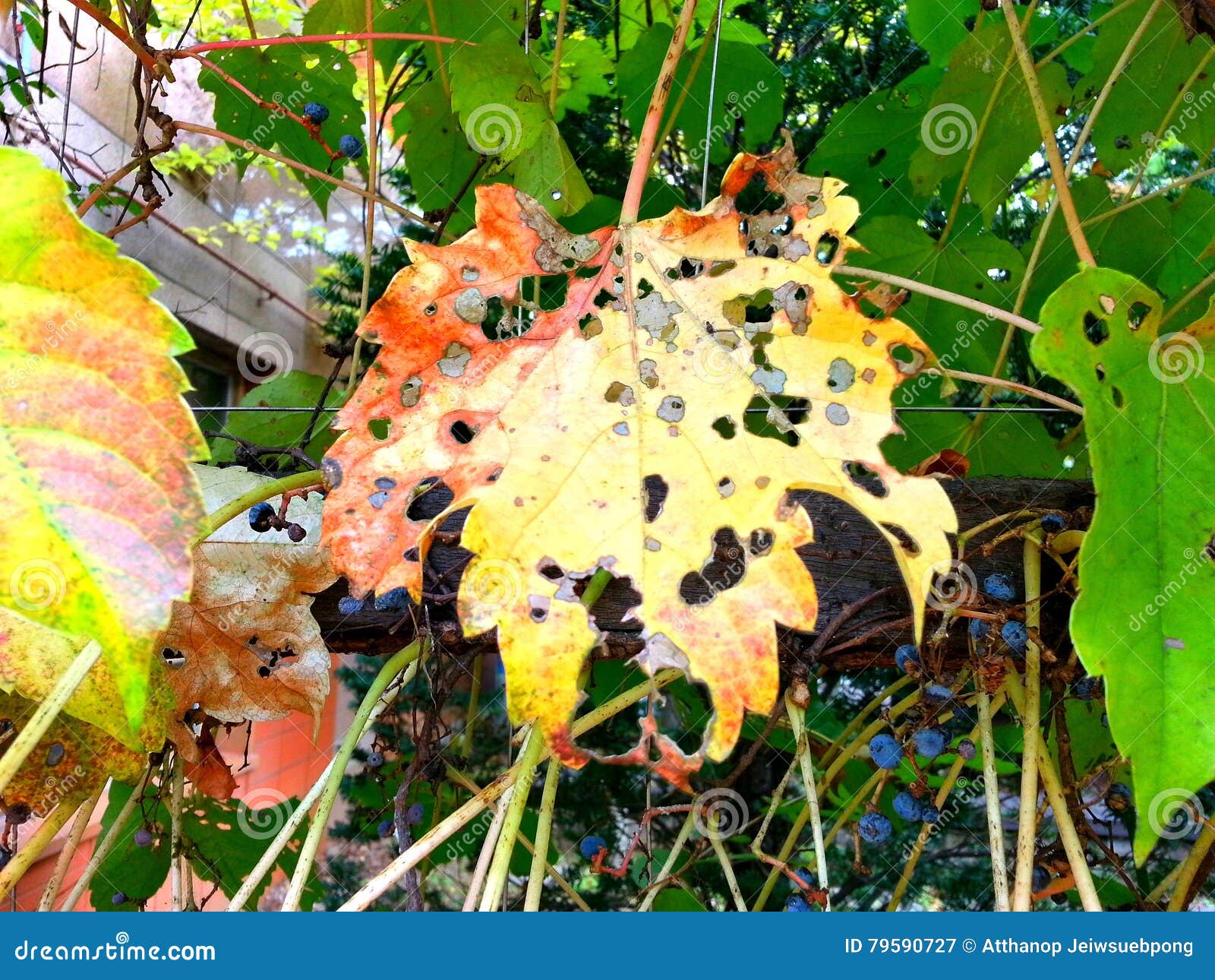 Rotten leaf stock image. Image of leaves, park, leaf - 79590727