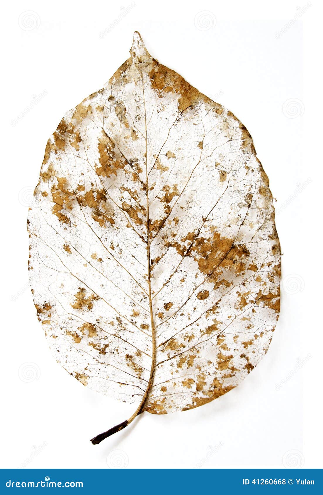 Rotten leaf skeleton stock photo. Image of organic, poplar - 41260668