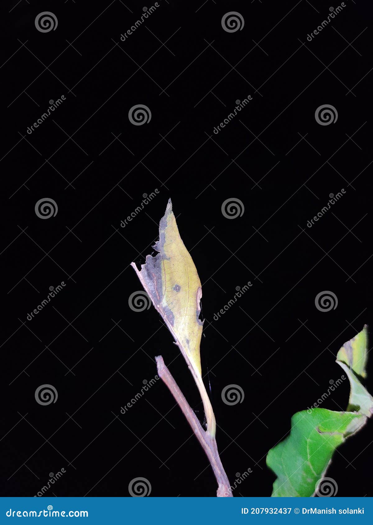 Rotten leaf of sugar apple stock image. Image of flower - 207932437