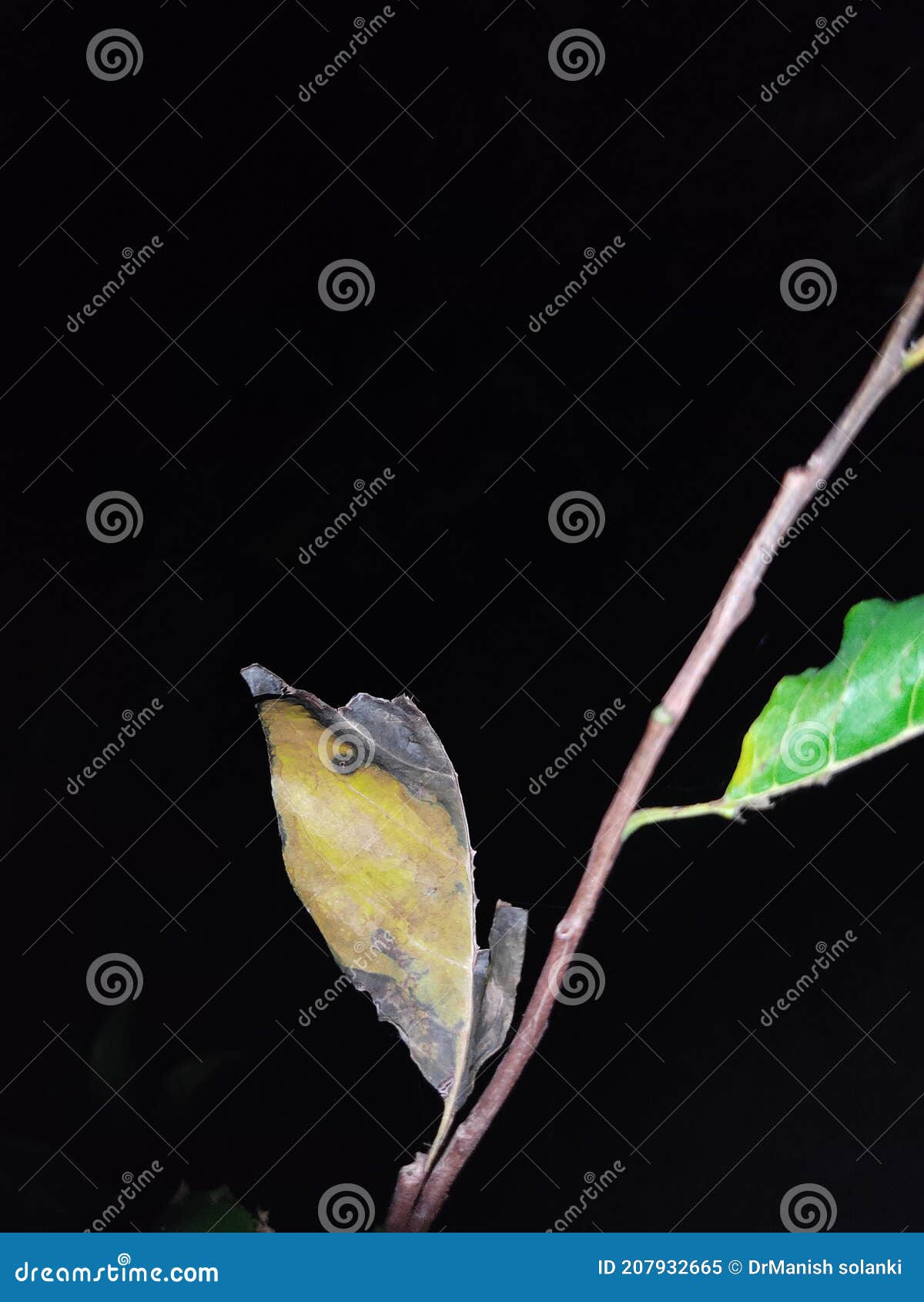 Rotten leaf of sugar apple stock image. Image of wing - 207932665