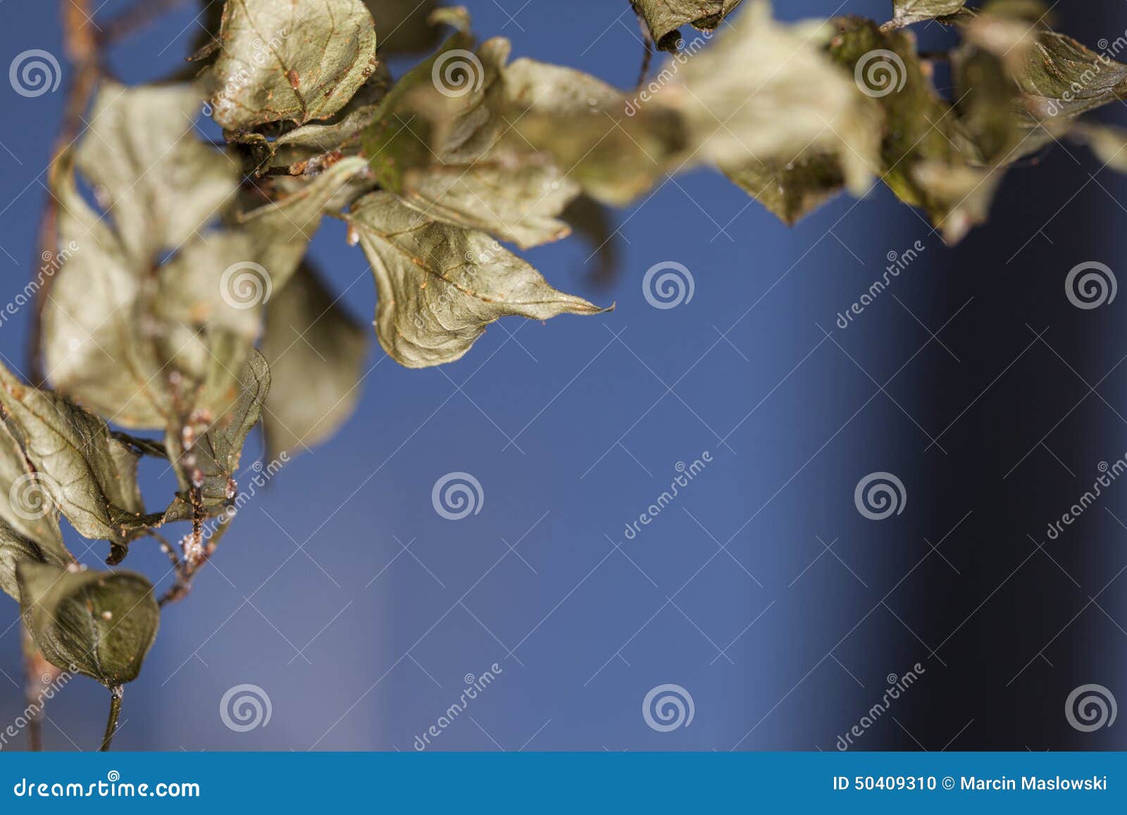 Rotten Leaf Silhouette Royalty-Free Stock Photography | CartoonDealer ...