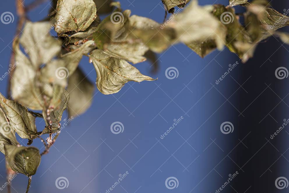 Rotten leaf stock photo. Image of damaged, plant, death - 50409310