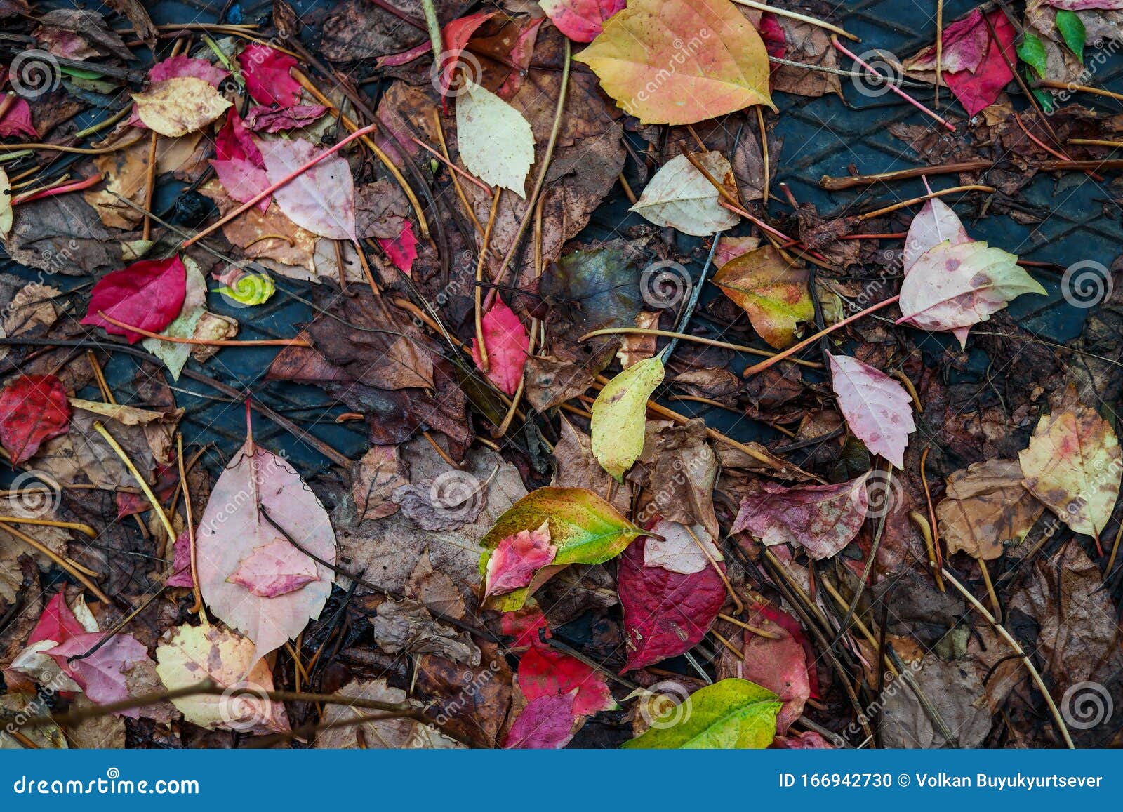 Rotten Leaves on the Ground Stock Photo - Image of sear, winter: 166942730