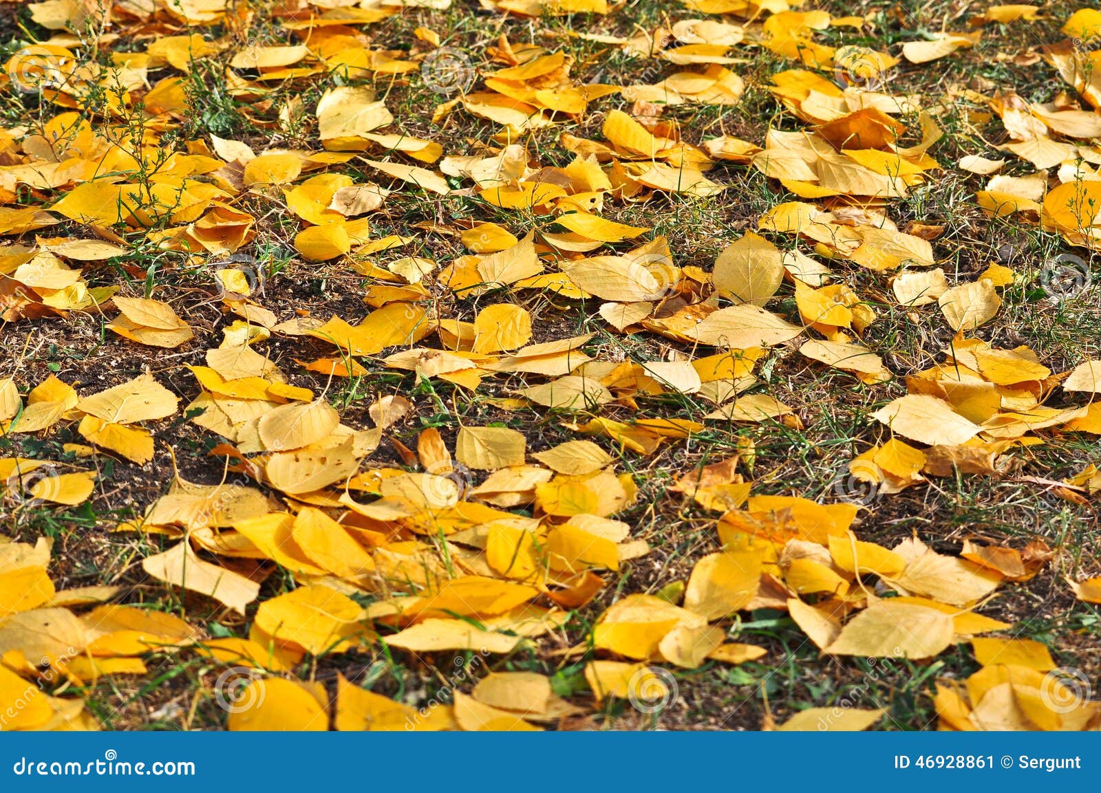 Rotten leaves. stock image. Image of woods, season, tree - 46928861