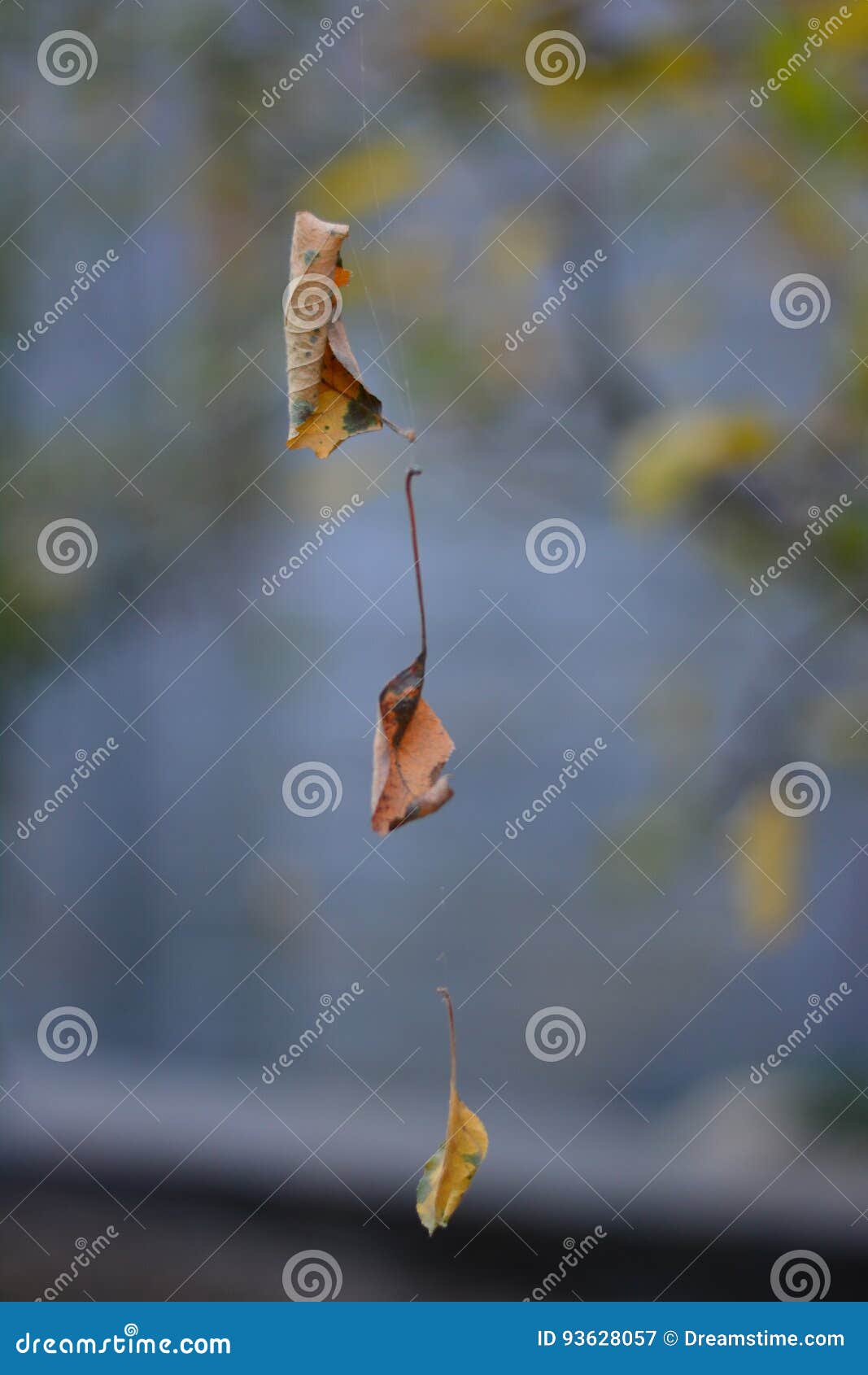 Rotten Leaves stock image. Image of leaves, natural, three - 93628057