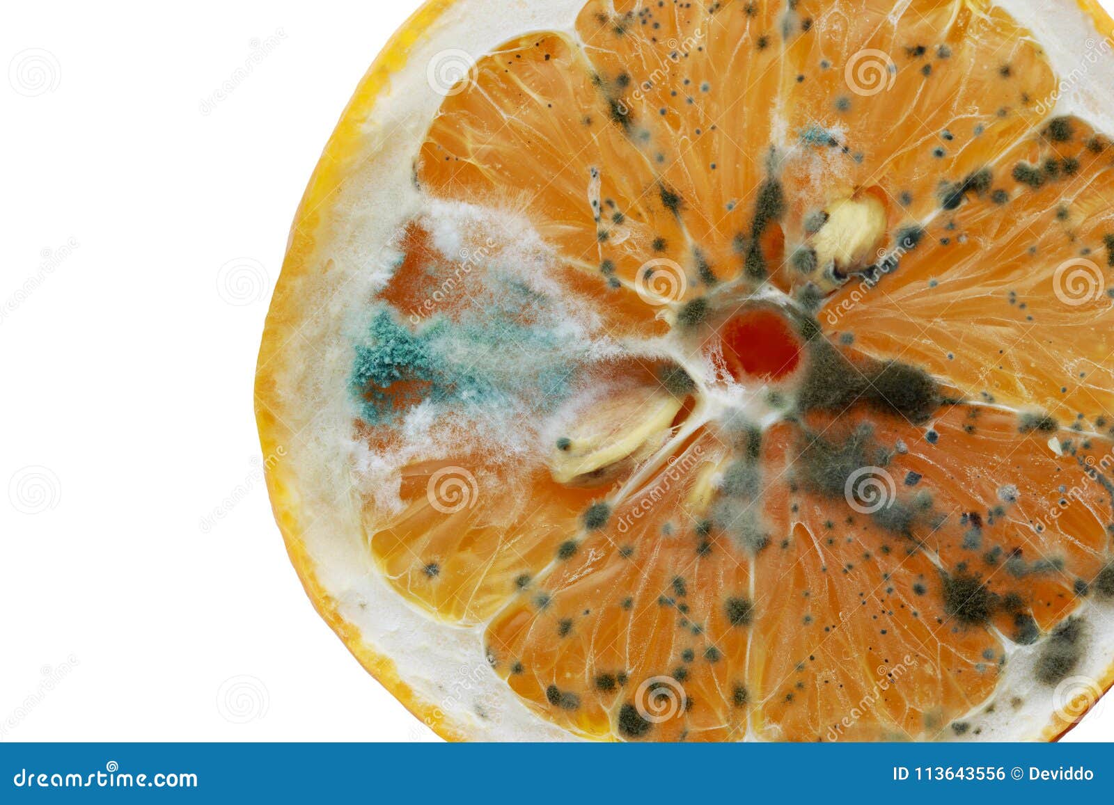 The rotten lemon stock photo. Image of macro, fungi - 113643556