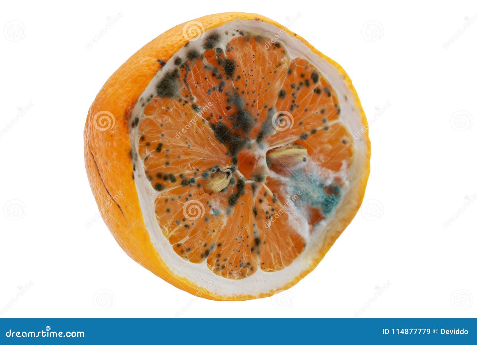 The rotten lemon stock image. Image of decompose, mold - 114877779