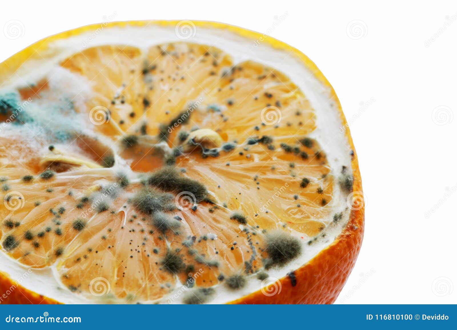 The rotten lemon stock photo. Image of fruit, decomposing - 116810100