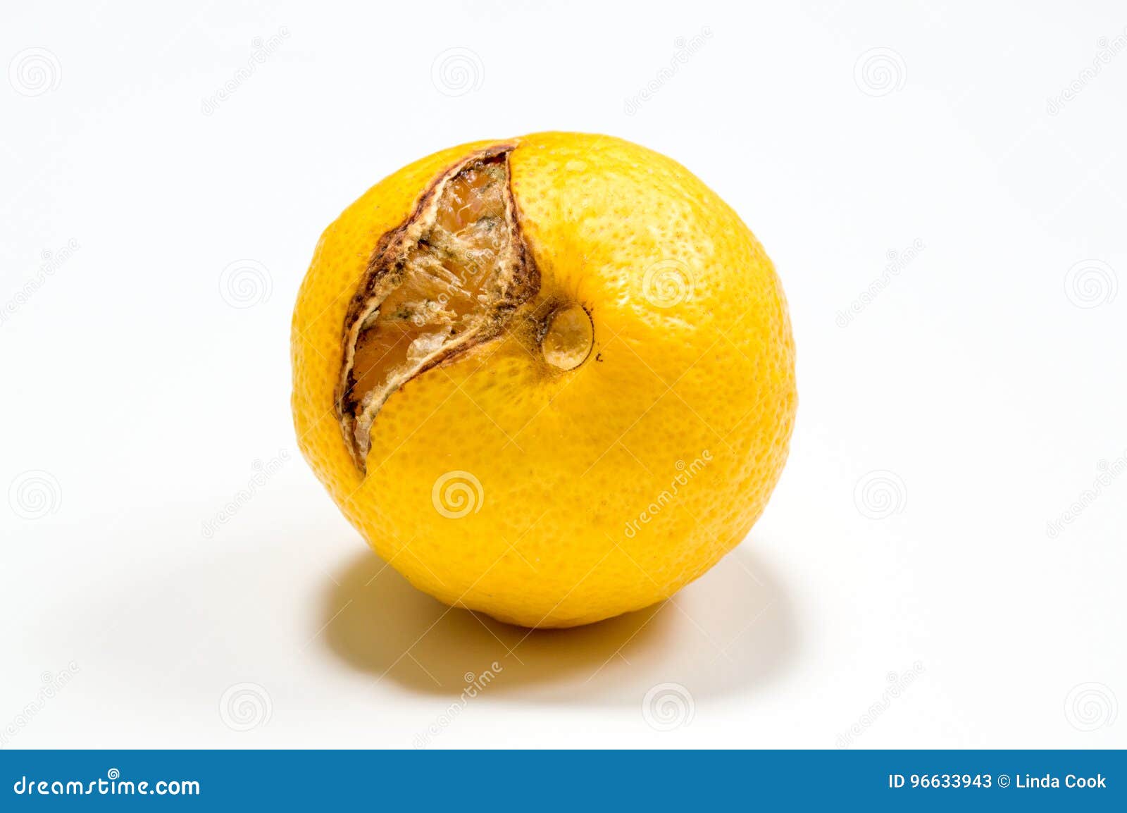 Rotten Lemon Isolated Stock Photography | CartoonDealer.com #57822860