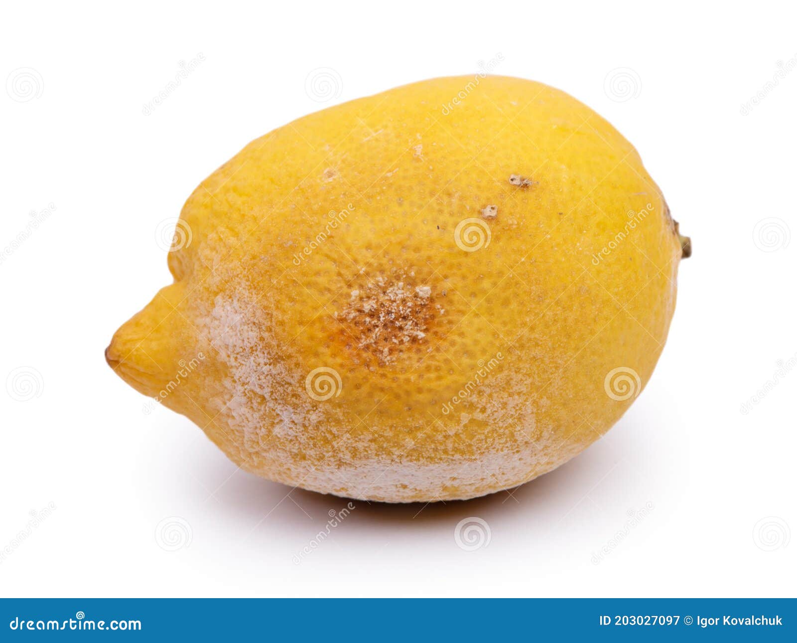 Rotten lemon with mold stock image. Image of organic - 203027097