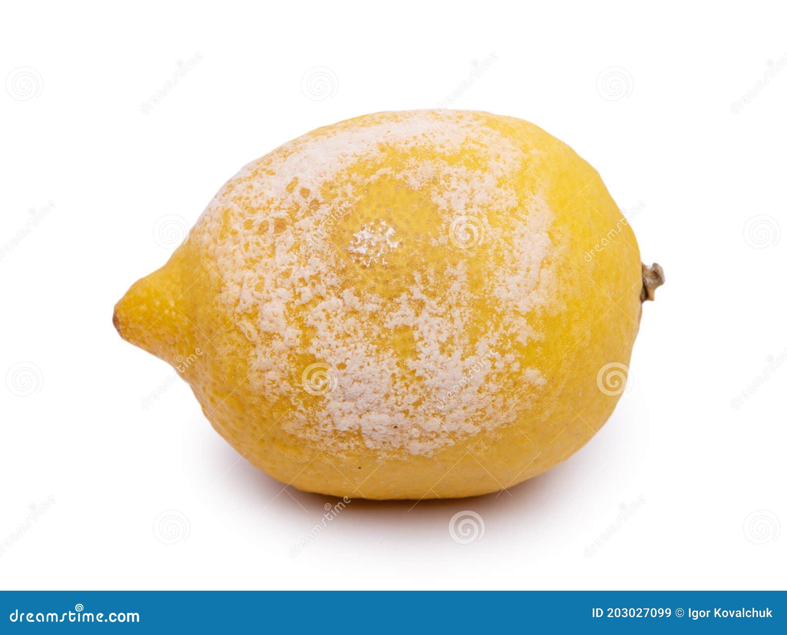 Rotten lemon with mold stock image. Image of damaged - 203027099