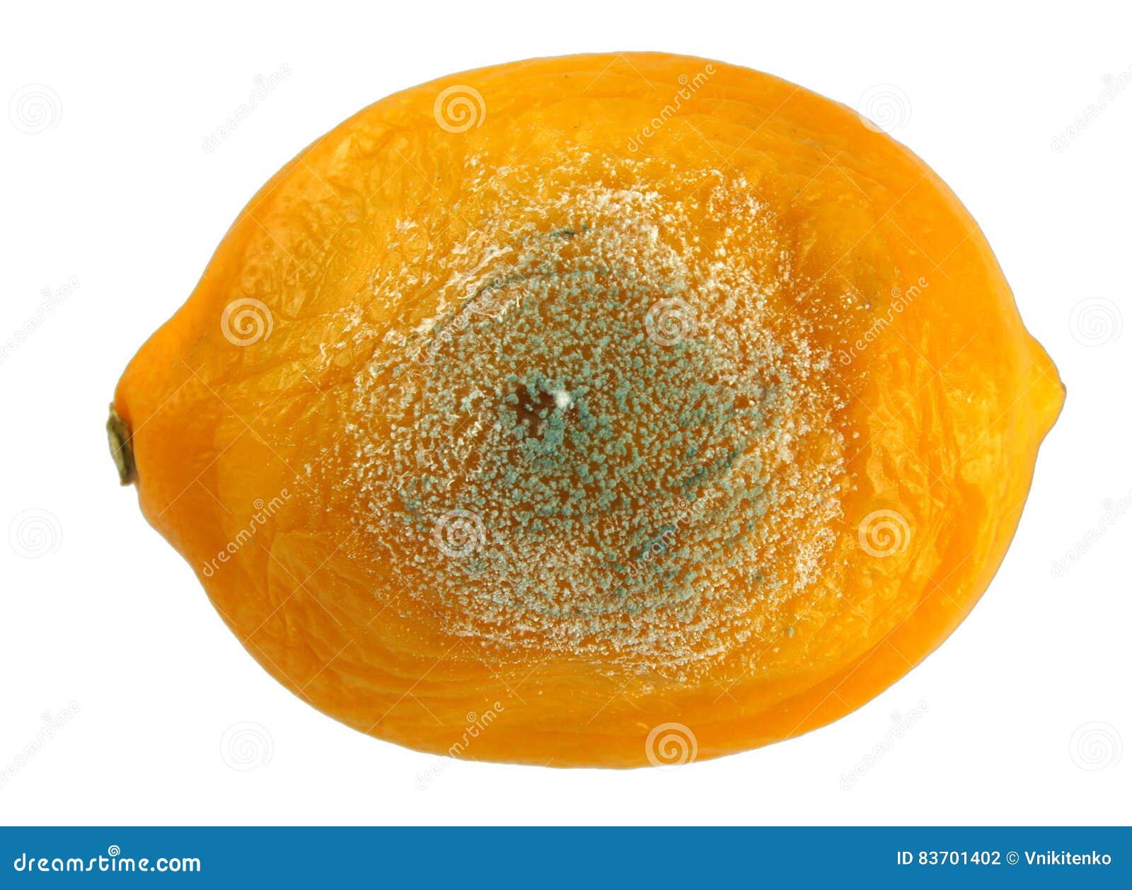 Rotten lemon on white stock photo. Image of languish - 83701402