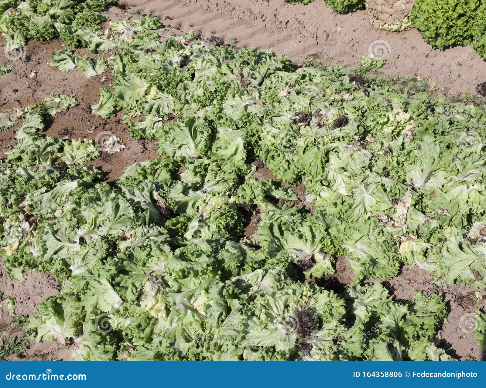 Rotten Lettuce in the Field Stock Photo - Image of rotten, vegetables ...