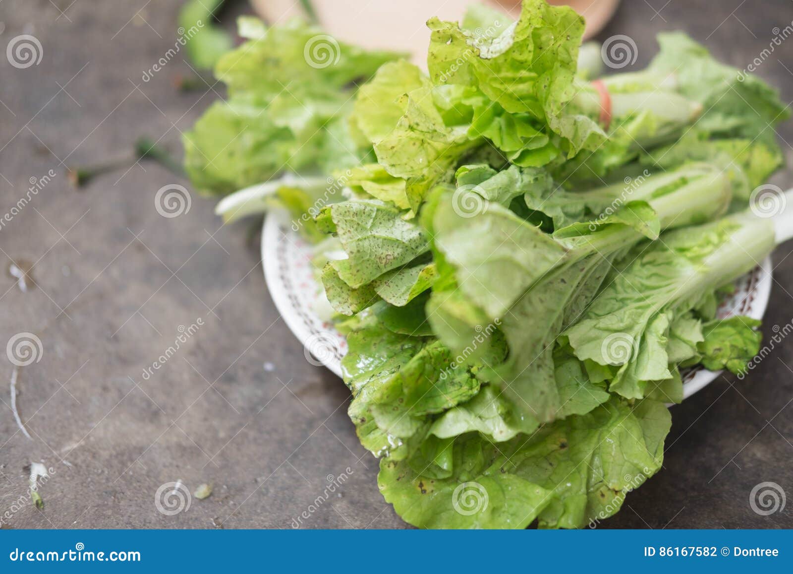 Rotten lettuce stock photo. Image of grow, green, tropical - 86167582