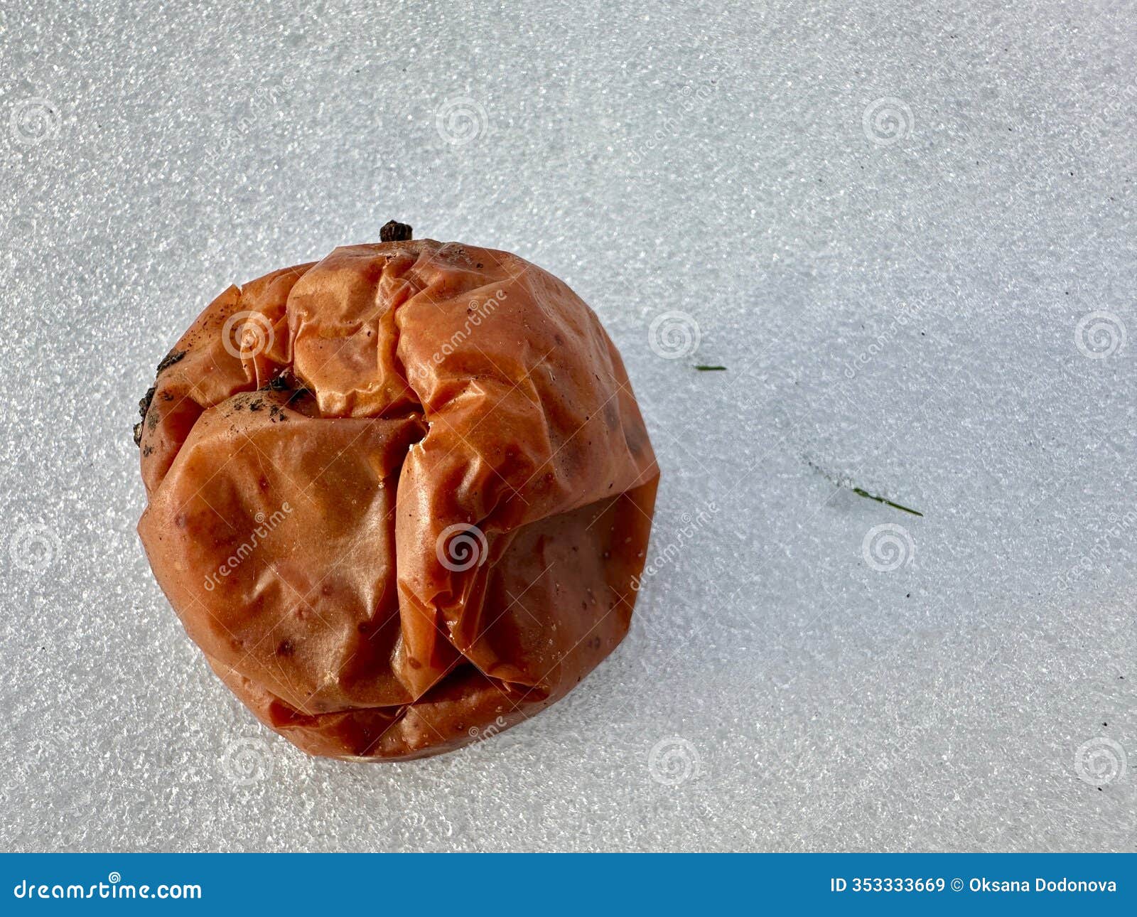 Rotten Limp Apple in the Snow in Winter Stock Illustration ...