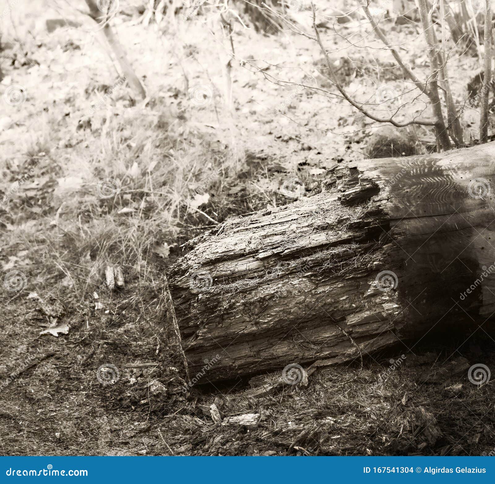 Rotten log end on a ground stock photo. Image of view - 167541304