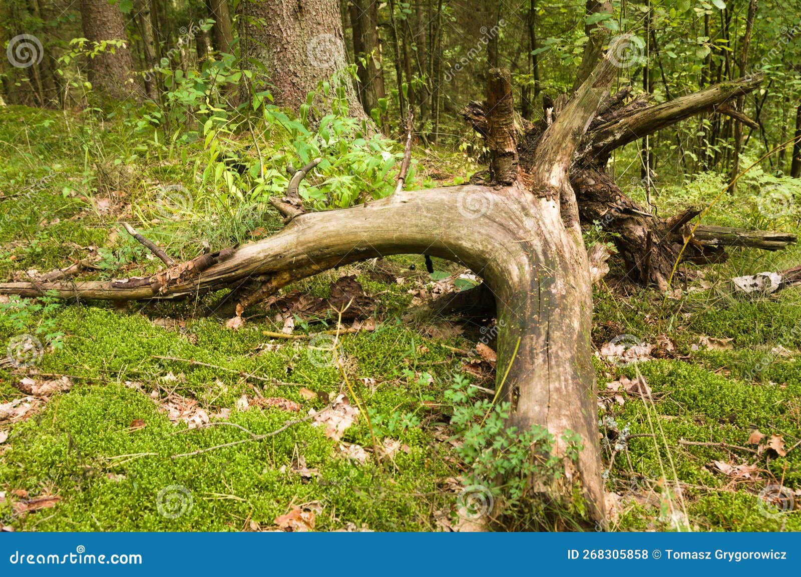 The Rotten Log in the Forest Stock Photo - Image of ecology, animals ...