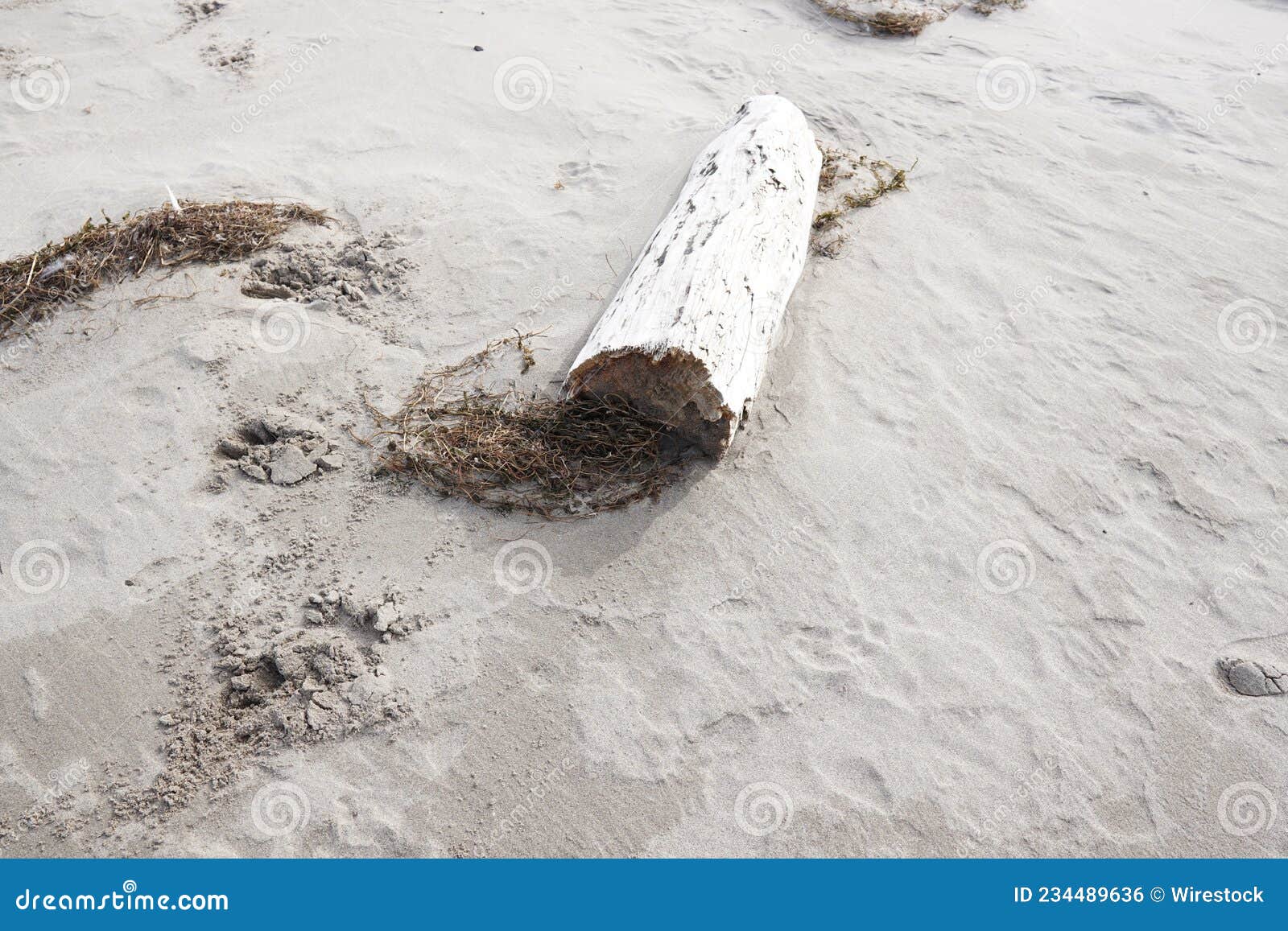 Rotten log on sandy beach stock photo. Image of rotten - 234489636