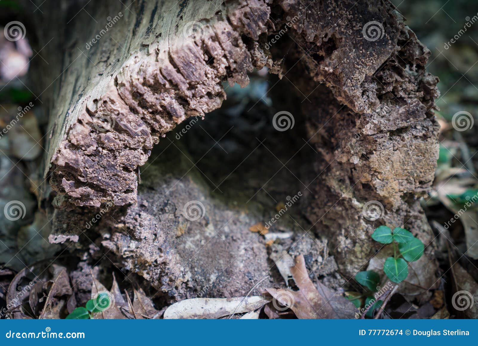 Rotten log stock photo. Image of firewood, forest, tree - 77772674