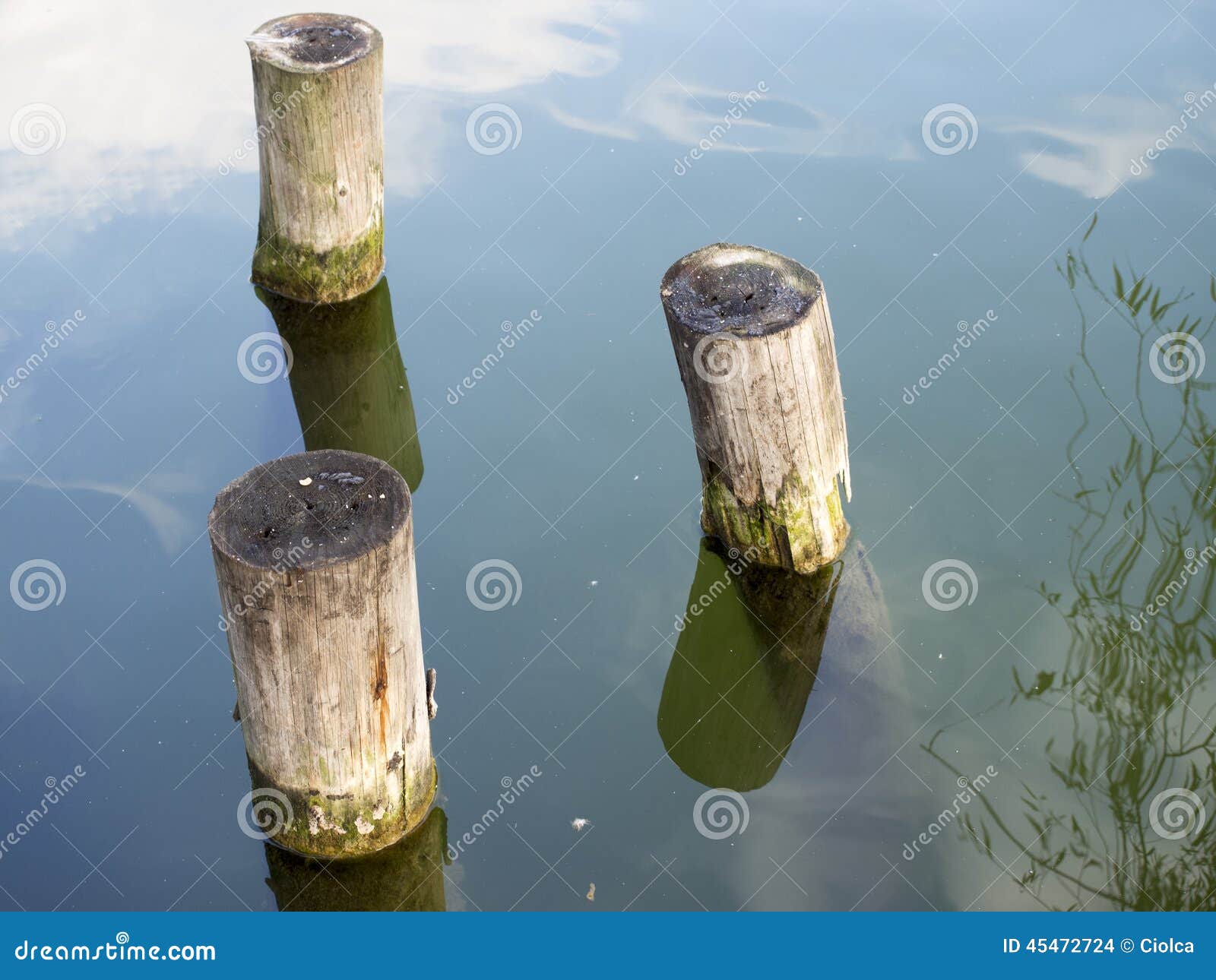Rotten logs in the water stock photo. Image of three - 45472724