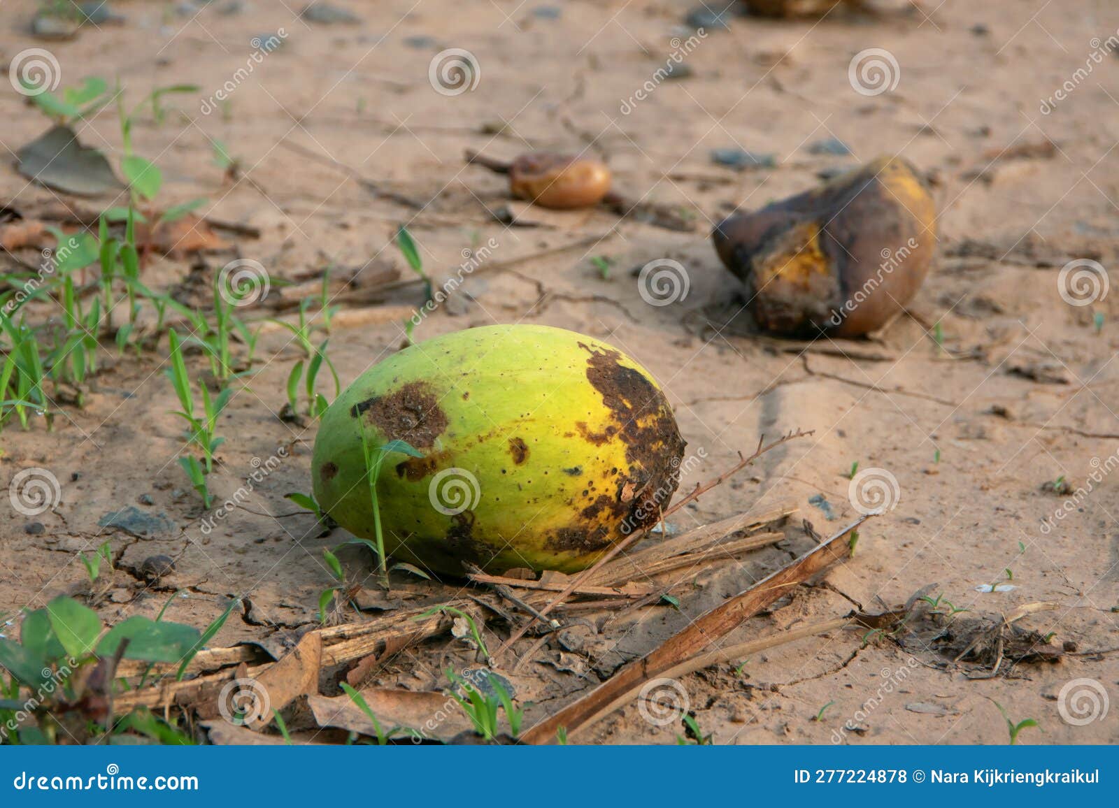 Rotten Mango on the Arid Ground Stock Photo - Image of outdoor, large ...