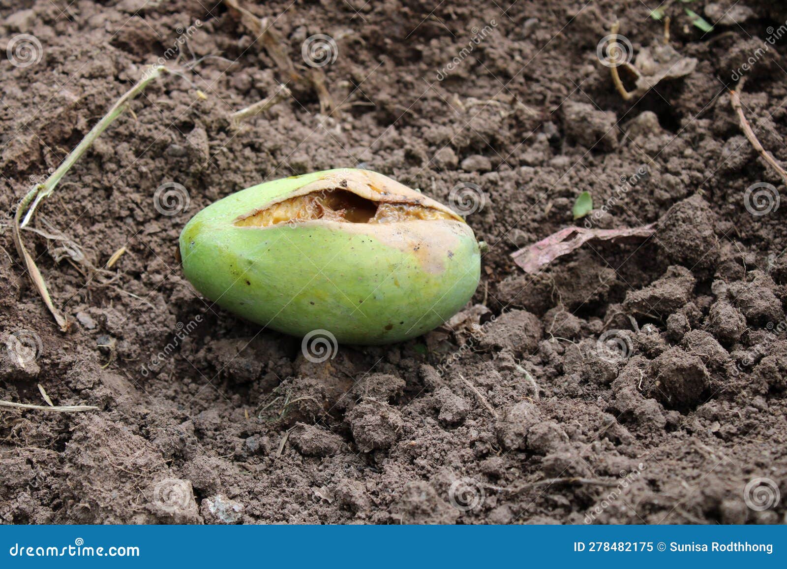Rotten mango stock image. Image of soil, rotten, fruit - 278482175