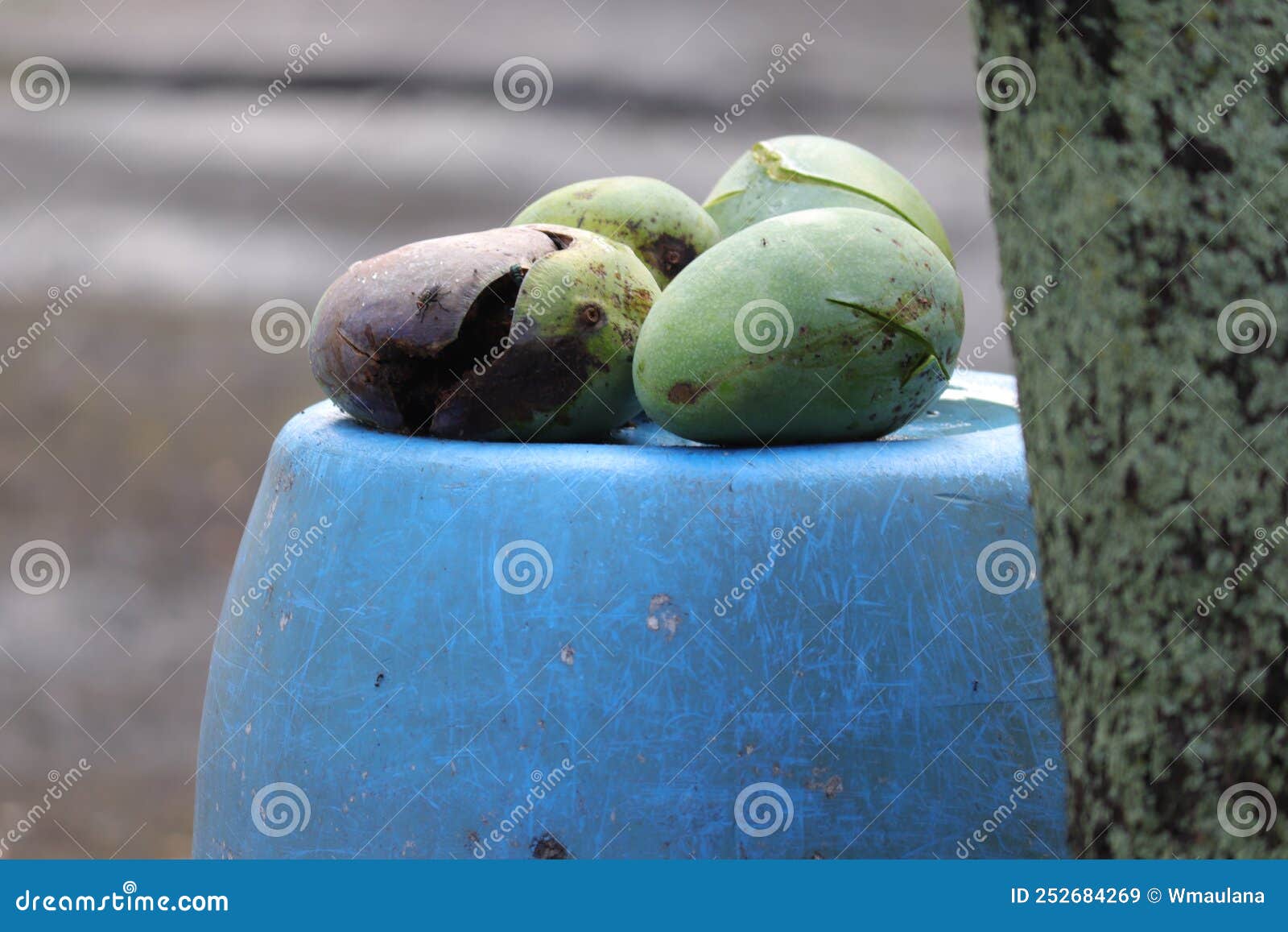 Rotten Mango Fruit on the Barrel Stock Image - Image of blurred, barrel ...