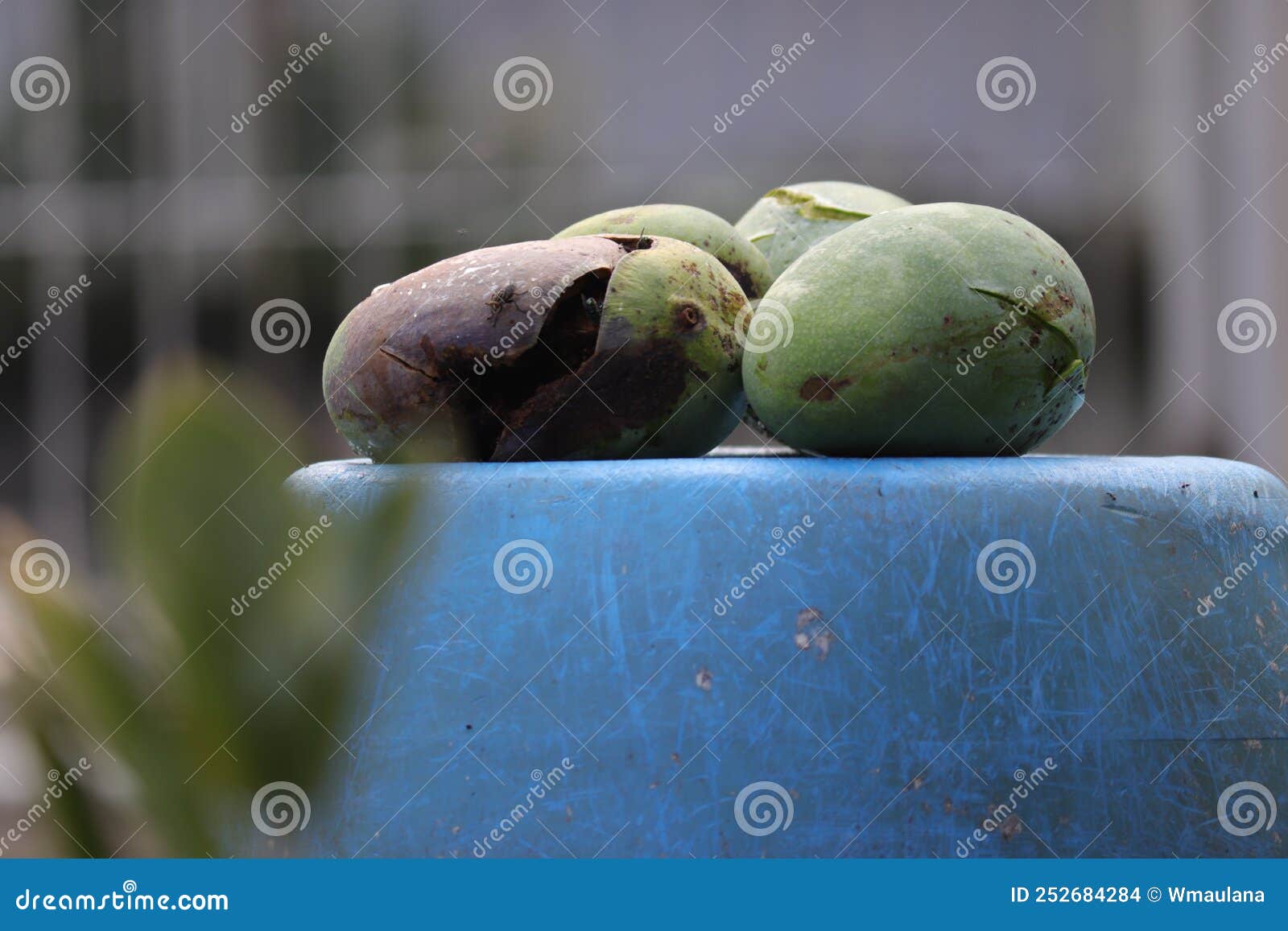 Rotten Mango Fruit on the Barrel Stock Photo - Image of blue, fruit ...