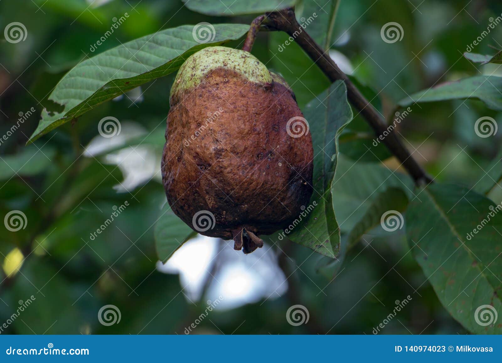 Rotten Mango Hanging on a Tree Stock Image - Image of closeup, asian ...
