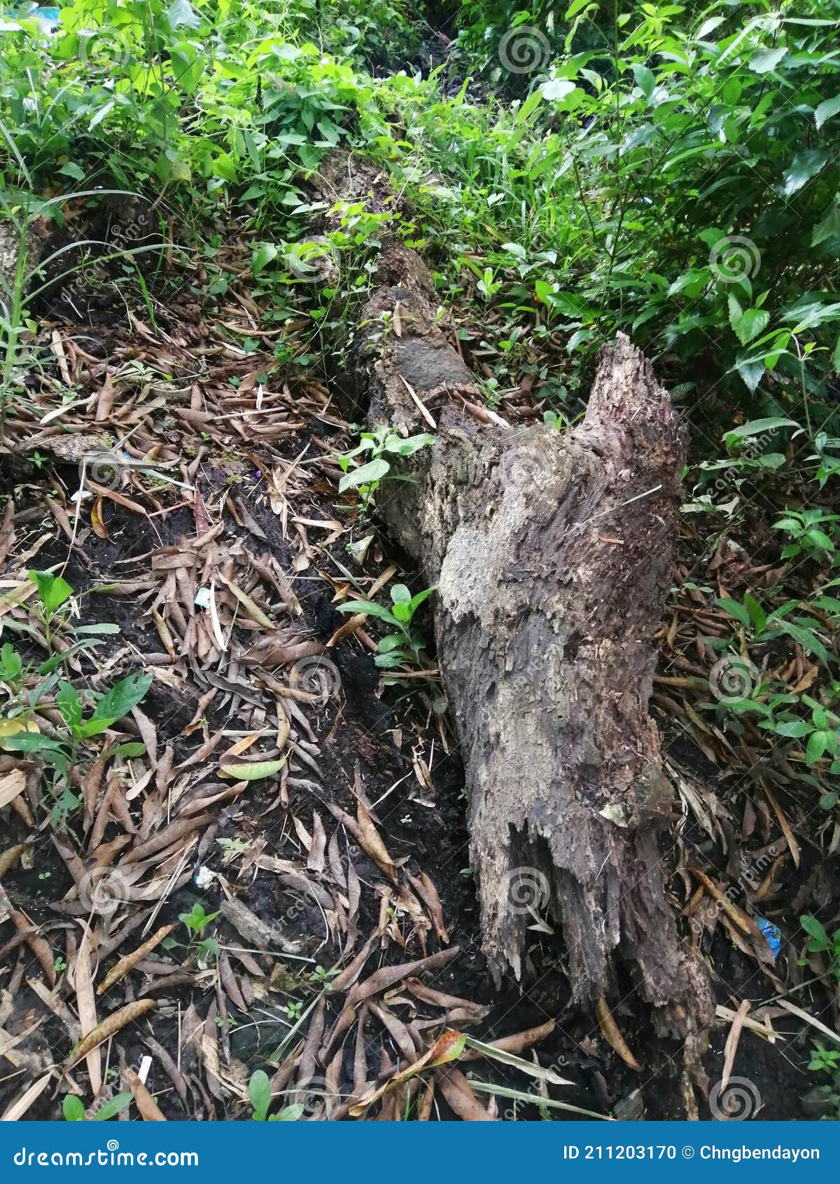 Rotten Mango Tree Log on the Ground with Grasses and Shrubs Stock Photo ...