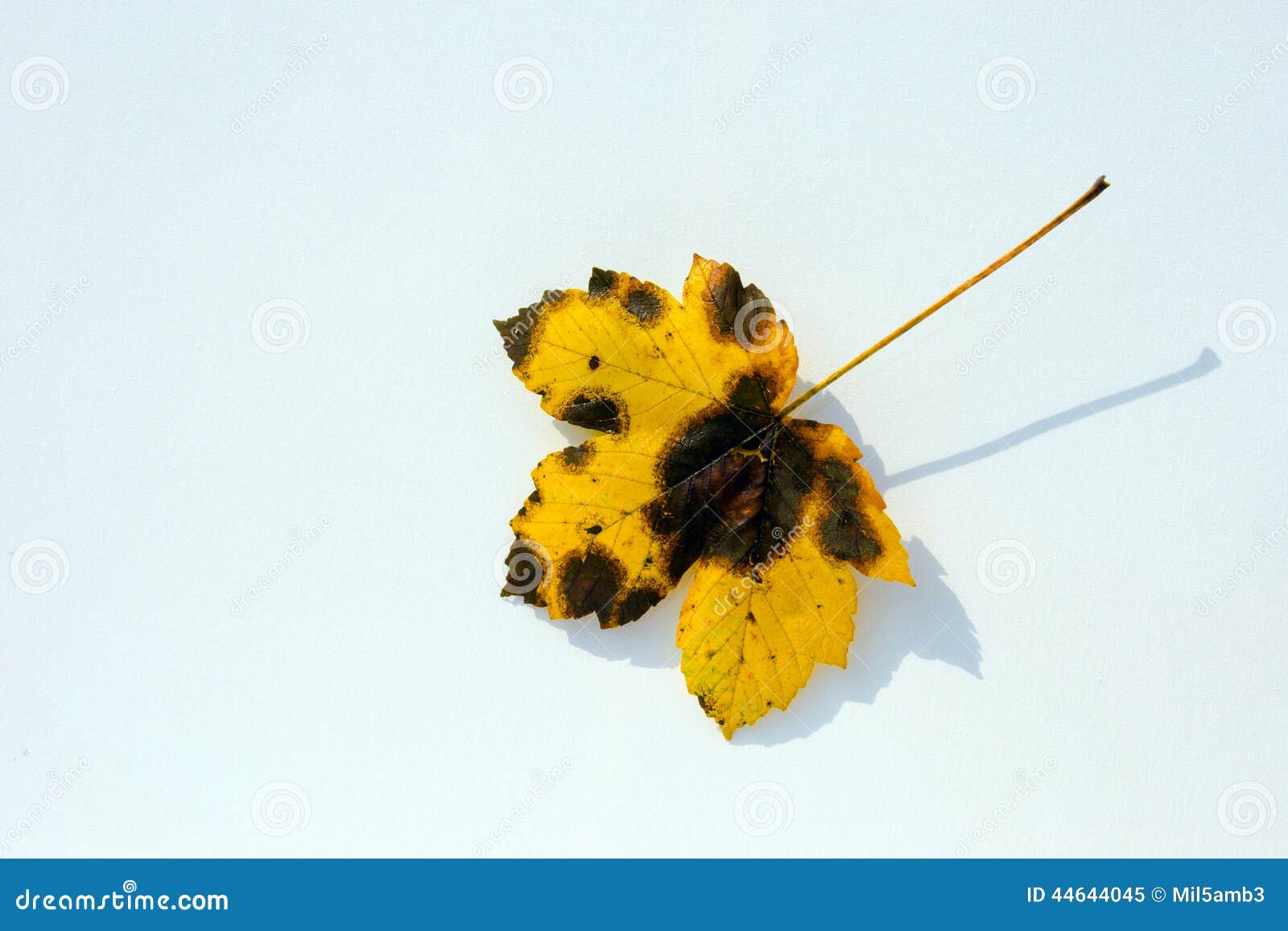 Rotten maple tree leaf stock image. Image of life, plant - 44644045