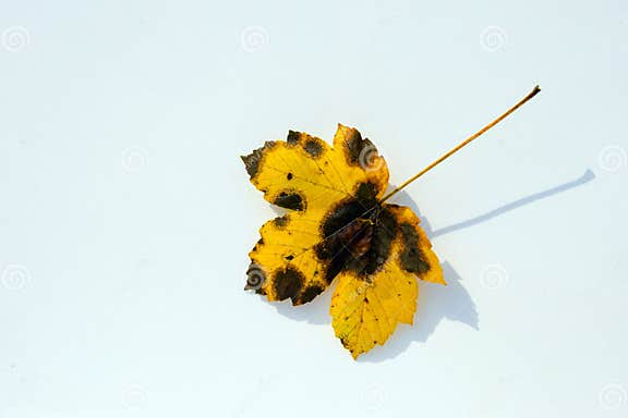 Rotten maple tree leaf stock image. Image of life, plant - 44644045